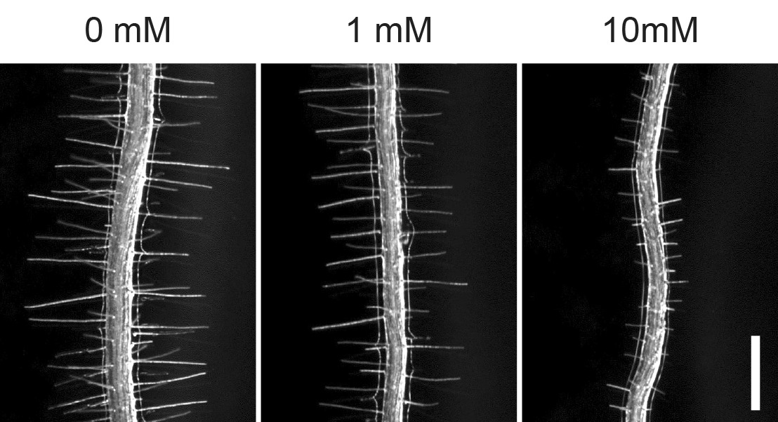 A gene regulatory network for root hair development | SpringerLink