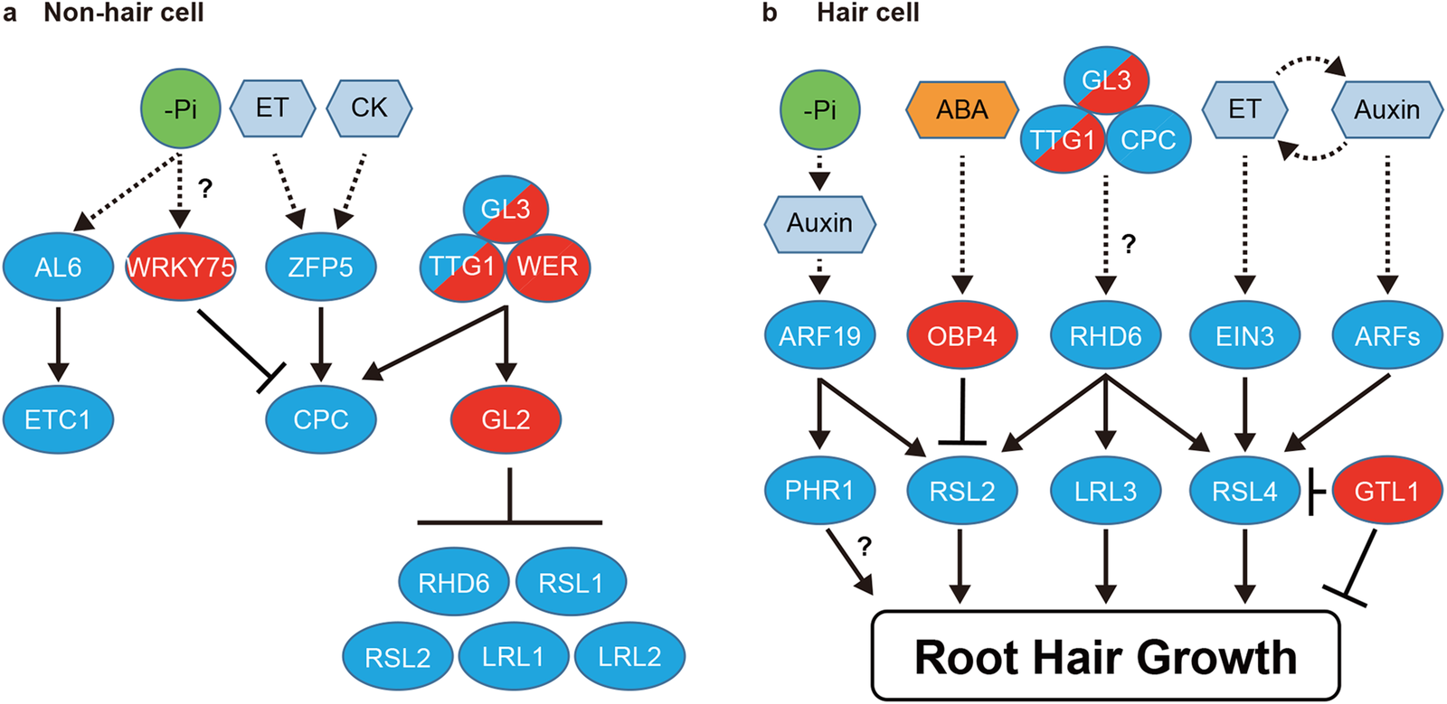 A gene regulatory network for root hair development | SpringerLink