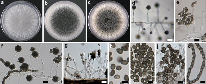 Molecular assessment of fungi in ‘‘black spots’’ that deface murals in ...