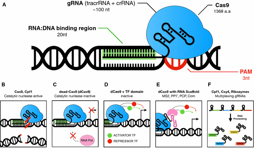 Advancing biotechnology with CRISPR/Cas9: recent applications and ...