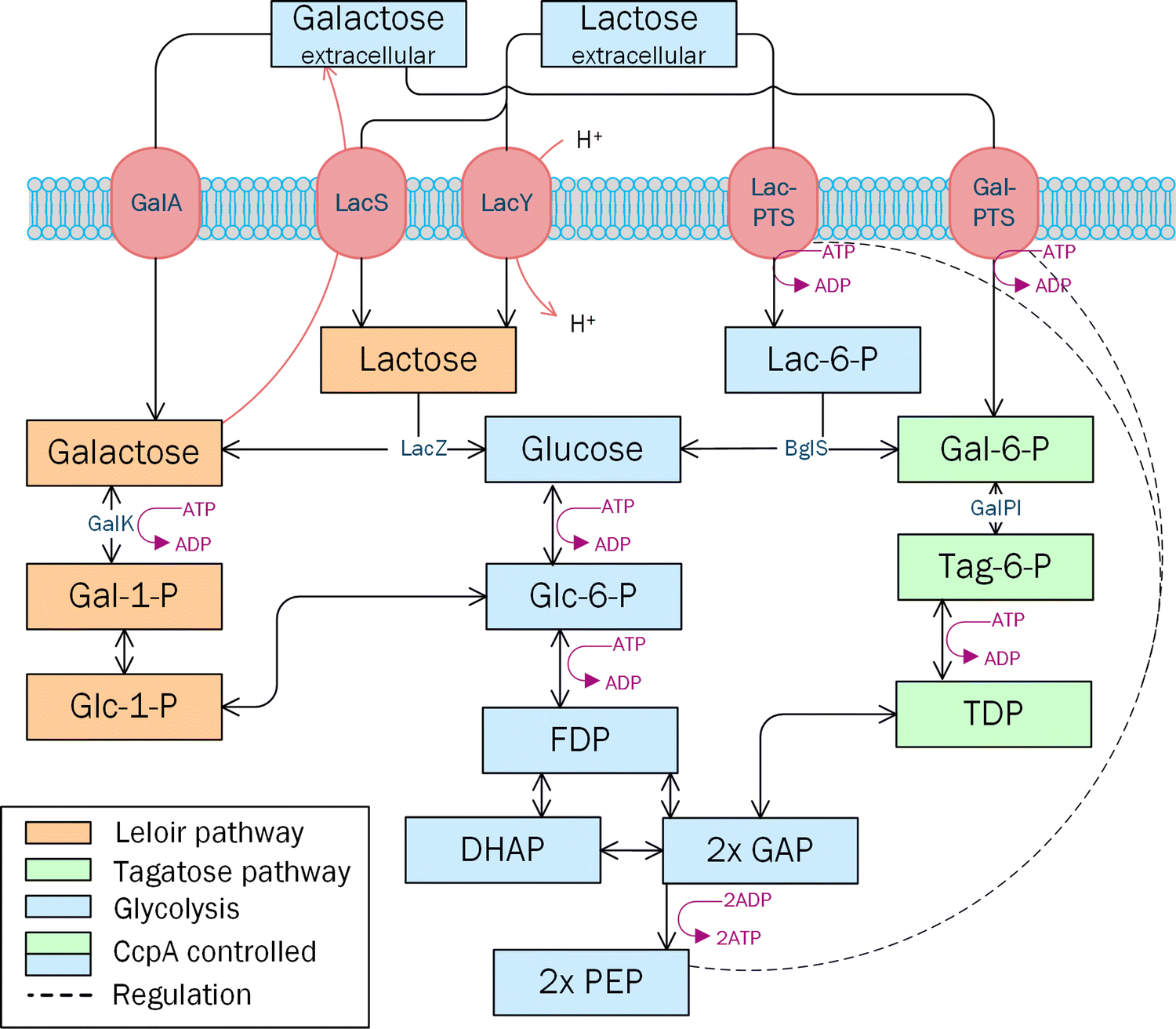 Presence of galactose in precultures induces lacS and leads to short ...
