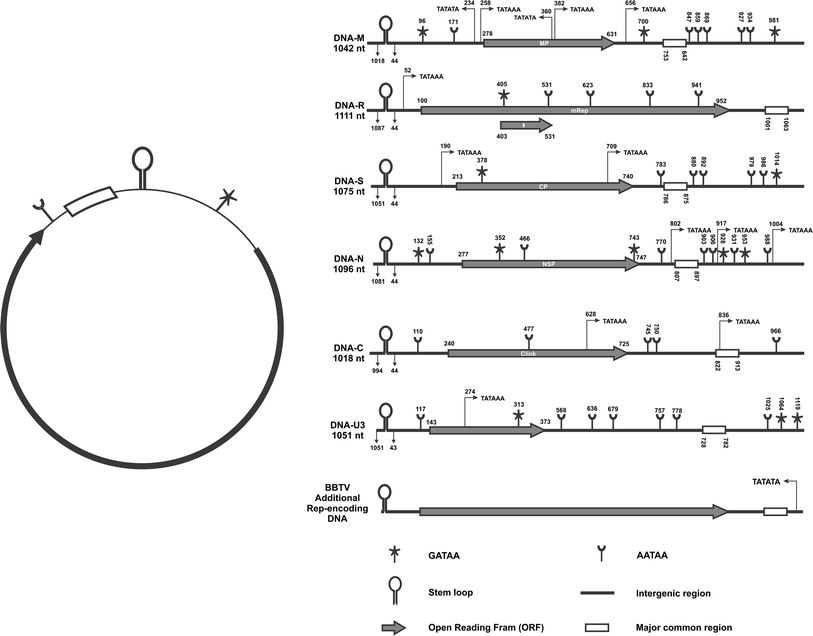 Banana bunchy top virus and the bunchy top disease | SpringerLink