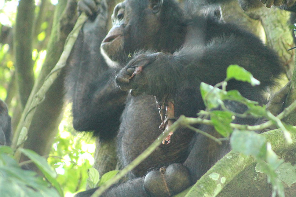 Maternal cannibalism in two populations of wild chimpanzees | SpringerLink