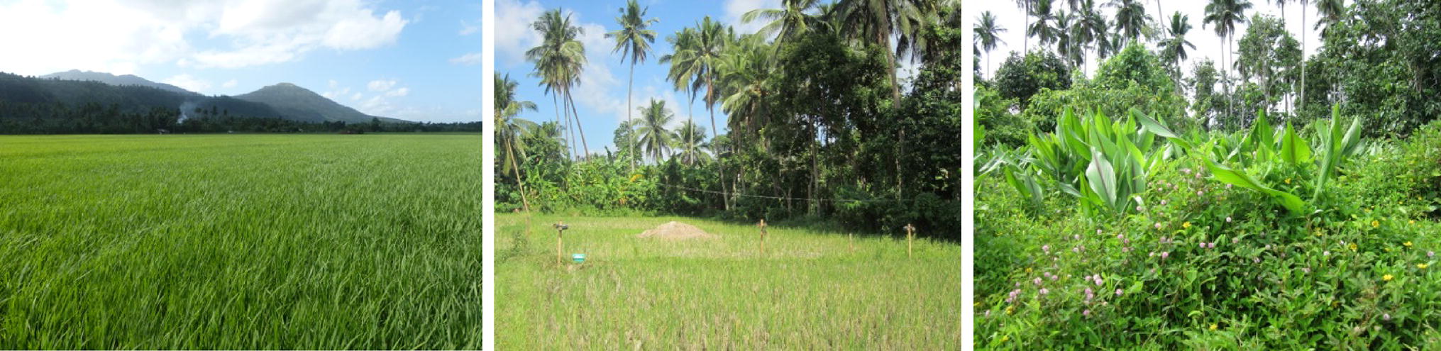 Rice ecosystem services in South-east Asia | SpringerLink