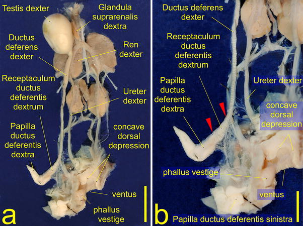 A single functional testis and long deferent duct papillae: the ...