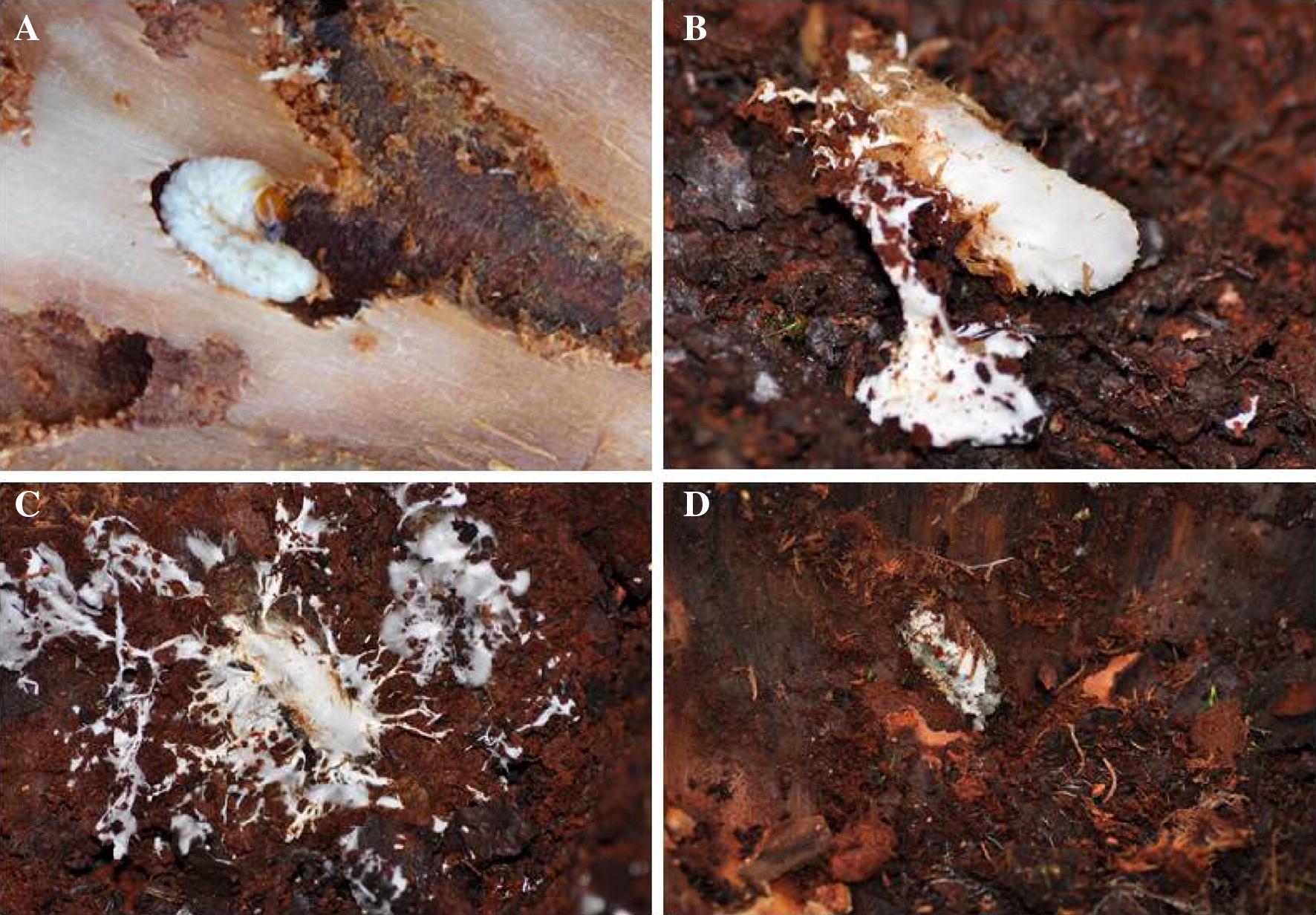 Efficacy of entomopathogenic fungi against large pine weevil, Hylobius ...