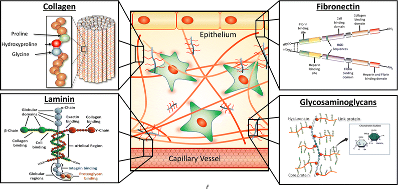 Biologic Scaffolds for Regenerative Medicine: Mechanisms of In vivo ...