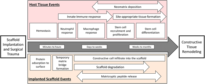 Biologic Scaffolds for Regenerative Medicine: Mechanisms of In vivo ...