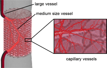 Vascularization in Bone Tissue Engineering Constructs | SpringerLink