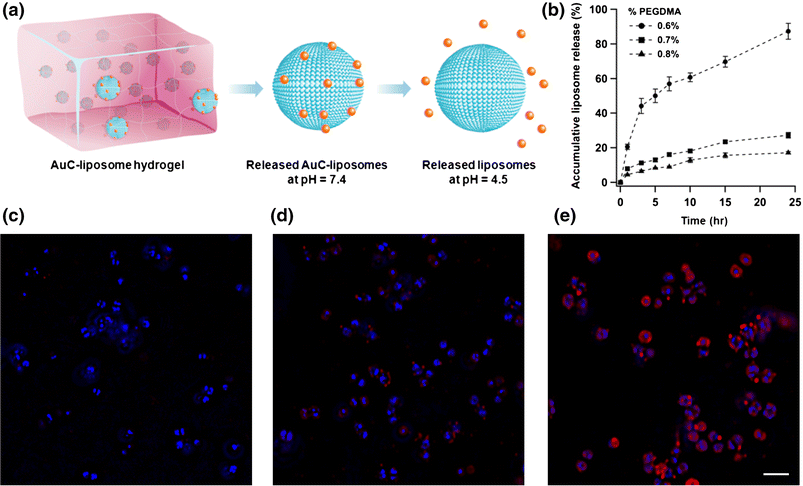 Nanoparticle-Hydrogel: A Hybrid Biomaterial System for Localized Drug ...