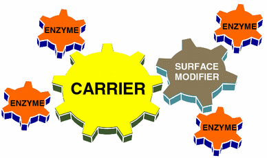 Enzyme immobilization by adsorption: a review | SpringerLink
