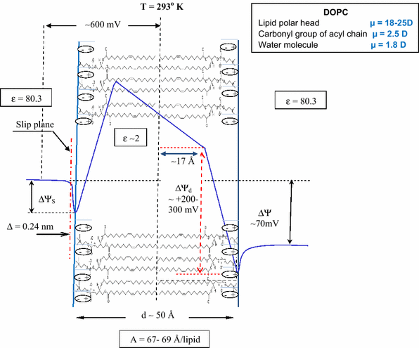 Zeta potential and surface charge of DPPC and DOPC liposomes in the ...