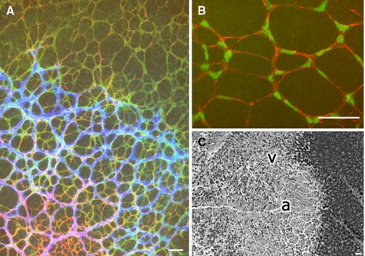 Development of the retinal vasculature | SpringerLink