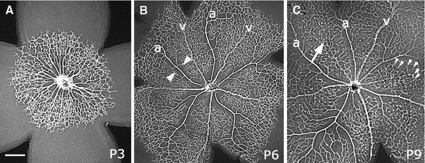 Development of the retinal vasculature | SpringerLink