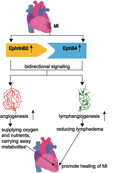 EphrinB2/EphB4 pathway in postnatal angiogenesis: a potential ...