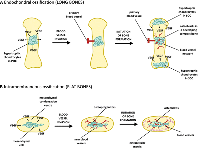The role of vasculature in bone development, regeneration and proper ...
