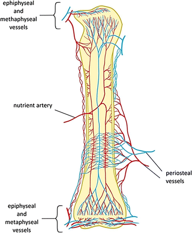 The role of vasculature in bone development, regeneration and proper ...