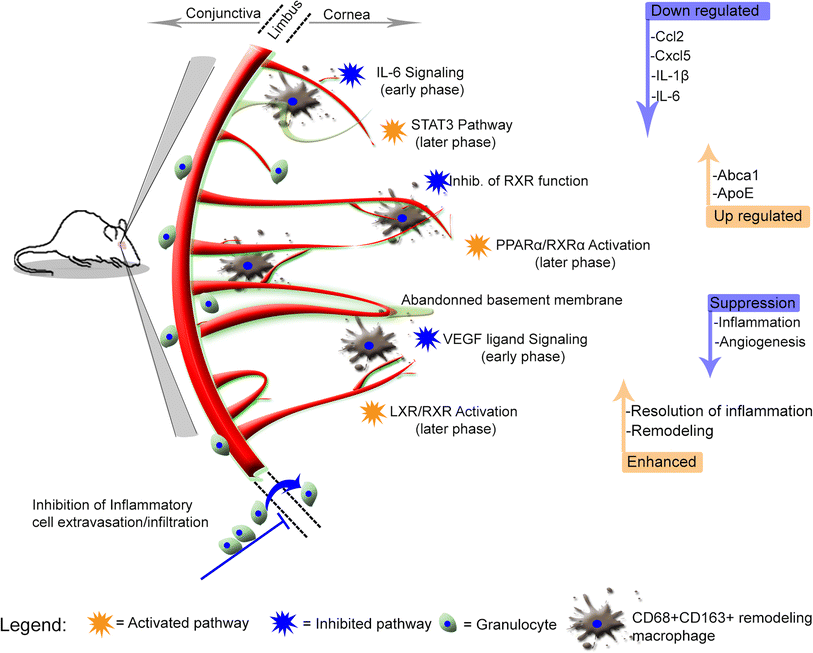 Time-dependent LXR/RXR pathway modulation characterizes capillary ...