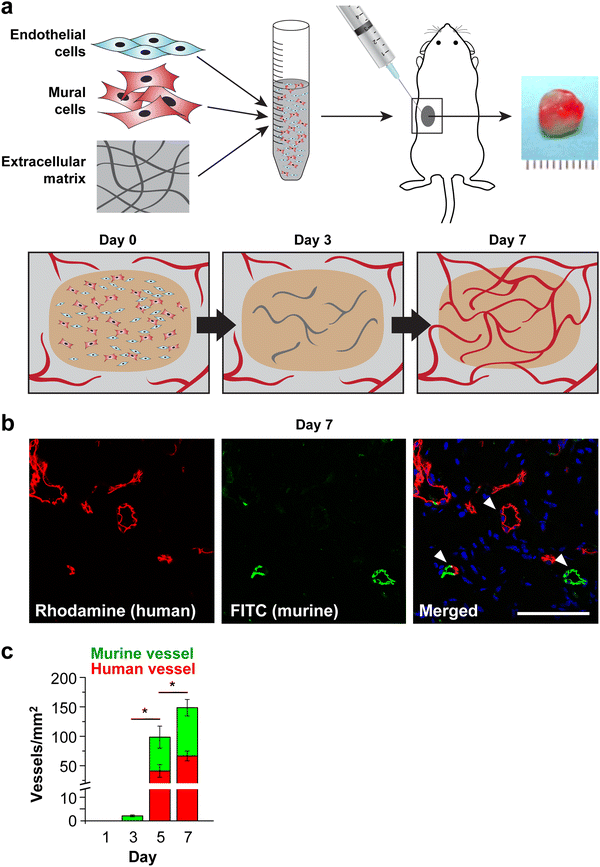 Consensus guidelines for the use and interpretation of angiogenesis ...