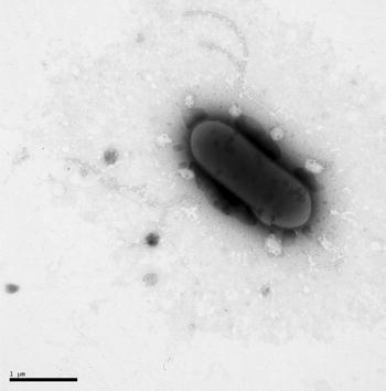 Paenibacillus hordei sp. nov., isolated from naked barley in Korea ...