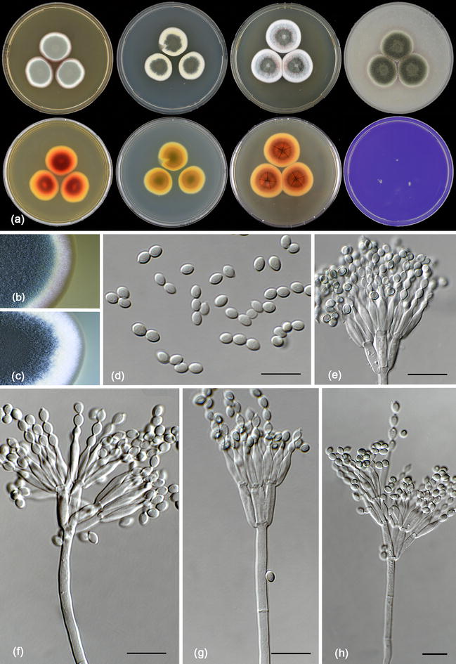New Penicillium and Talaromyces species from honey, pollen and nests of ...