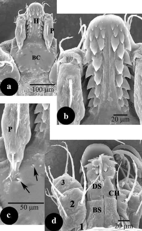 The fowl tick, Argas (Persicargas) persicus (Ixodoidea: Argasidae ...