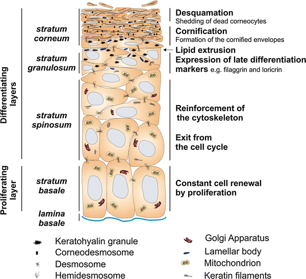 Cell death in the skin | SpringerLink