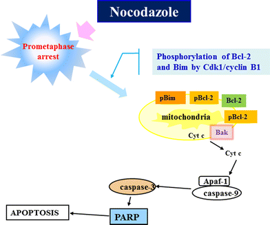 Prometaphase arrest-dependent phosphorylation of Bcl-2 and Bim reduces ...