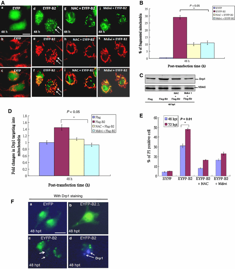 Beta-nodavirus B2 protein induces hydrogen peroxide production, leading ...