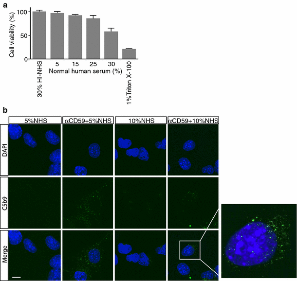 Exposure to the complement C5b-9 complex sensitizes 661W photoreceptor ...