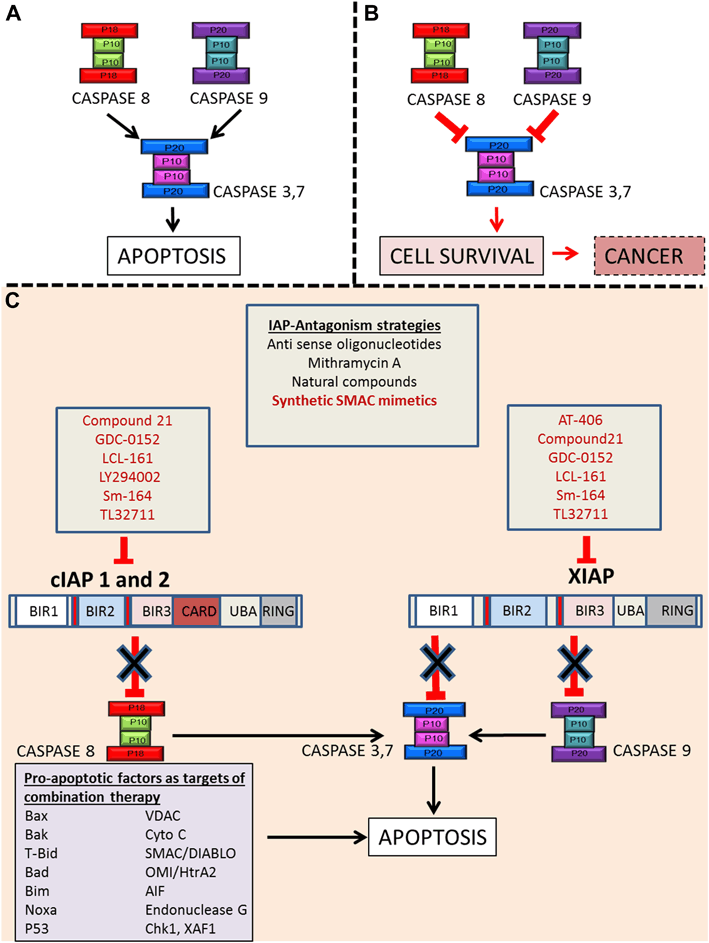 Overcoming chemotherapy drug resistance by targeting inhibitors of ...