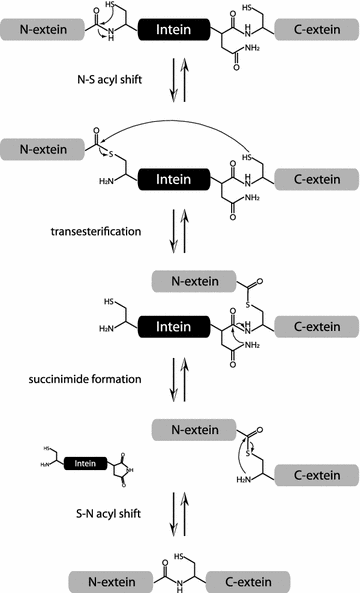 Split-inteins and their bioapplications | SpringerLink