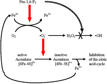 Effect of fructose 1,6-bisphosphate on the iron redox state relating to ...