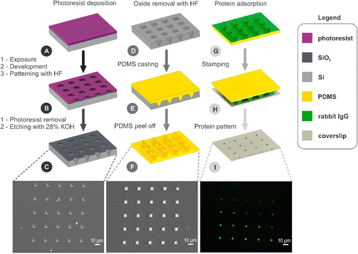 Protein patterning by microcontact printing using pyramidal PDMS stamps ...