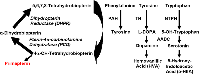 Disorders of biopterin metabolism | SpringerLink