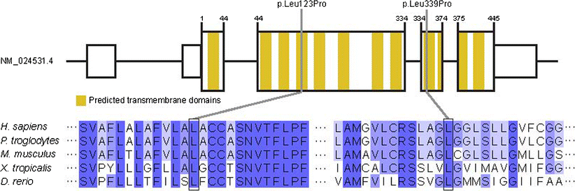 Impaired riboflavin transport due to missense mutations in SLC52A2 ...