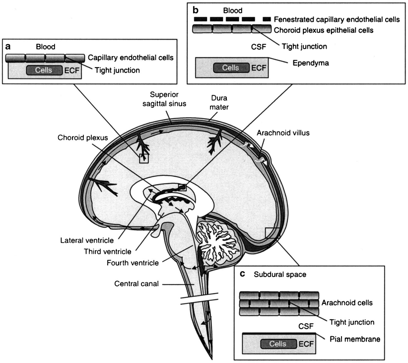 Blood–brain barrier structure and function and the challenges for CNS ...