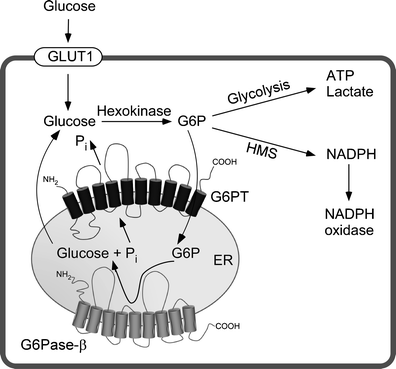 Type I glycogen storage diseases: disorders of the glucose-6 ...