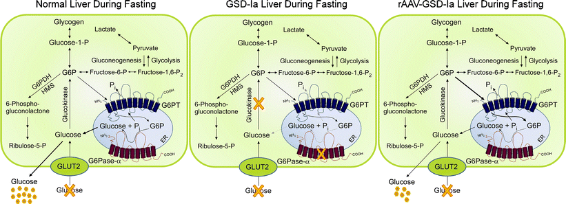 Type I glycogen storage diseases: disorders of the glucose-6 ...