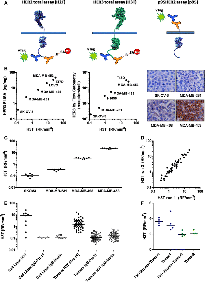 HER3, p95HER2, and HER2 protein expression levels define multiple ...