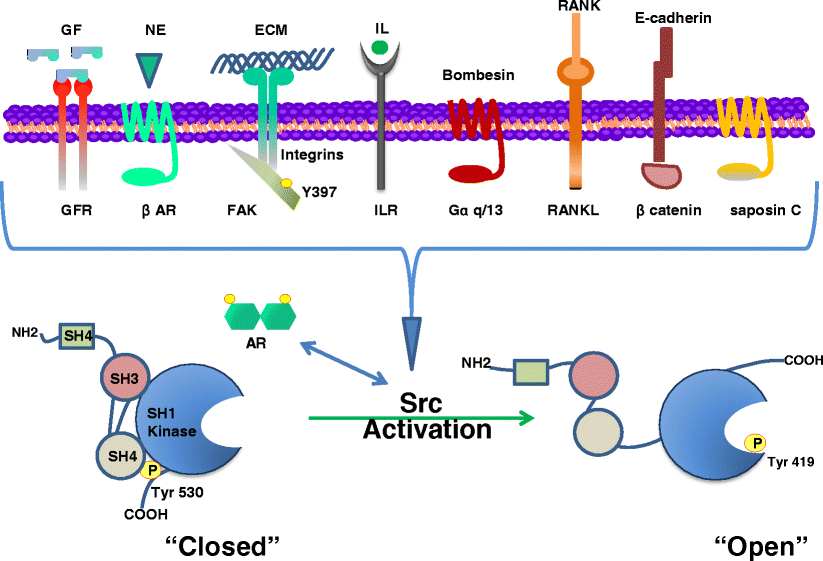 Src signaling pathways in prostate cancer | SpringerLink