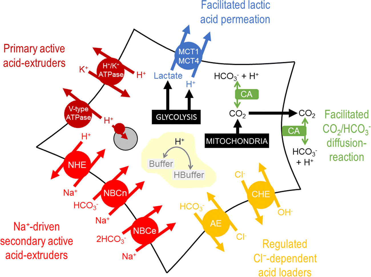 What is pH regulation, and why do cancer cells need it? | SpringerLink