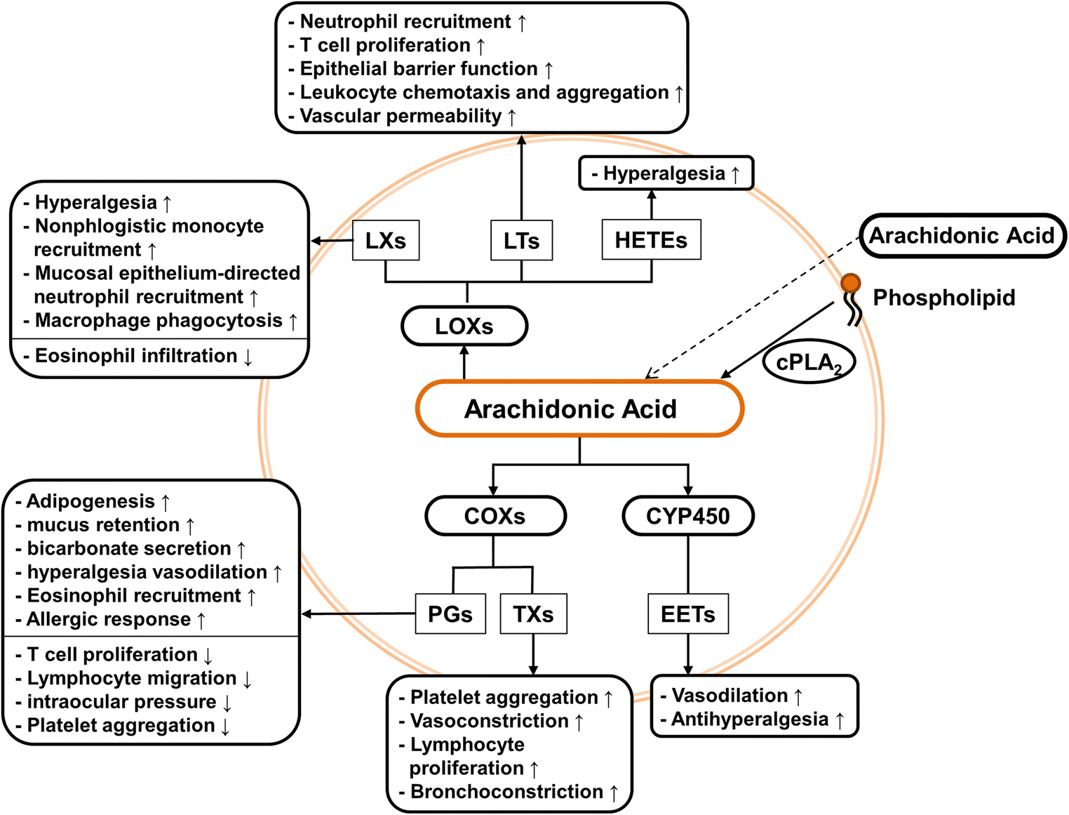 Targeting the enzymes involved in arachidonic acid metabolism to ...
