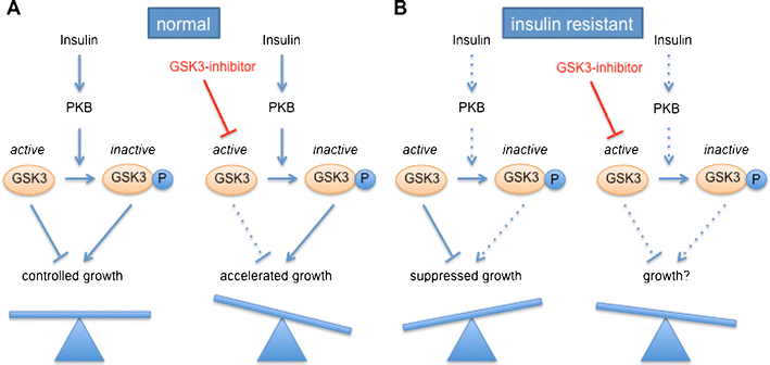 GSK-3 Inhibitors: Anti-Diabetic Treatment Associated with Cardiac Risk ...