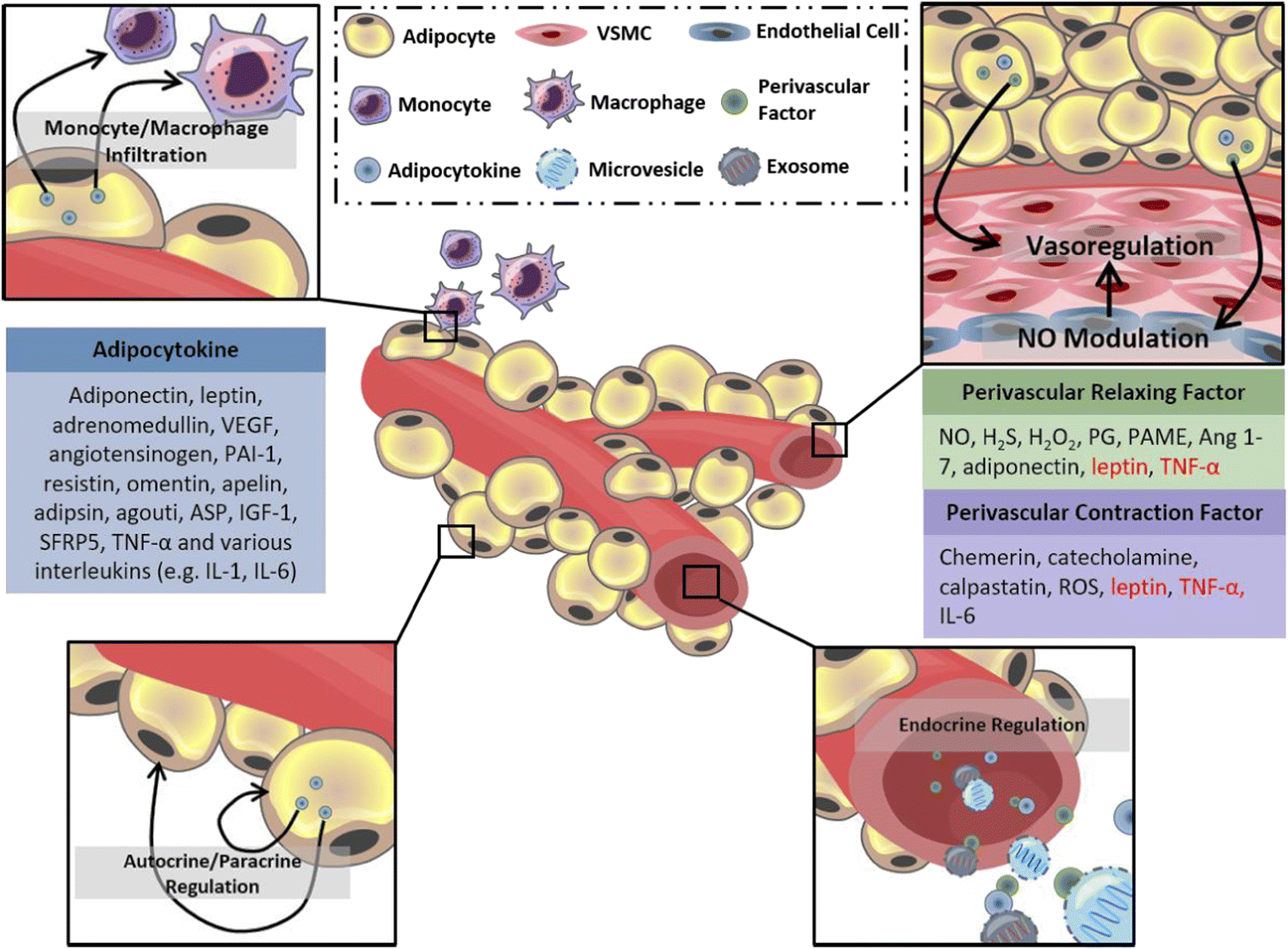 Perivascular Adipose Tissue: the Sixth Man of the Cardiovascular System ...