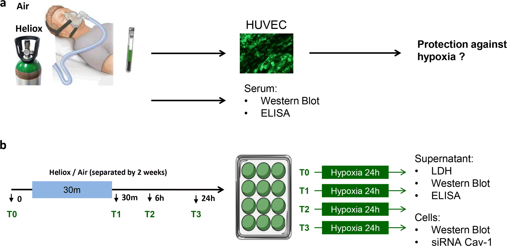 Plasma from Volunteers Breathing Helium Reduces Hypoxia-Induced Cell ...