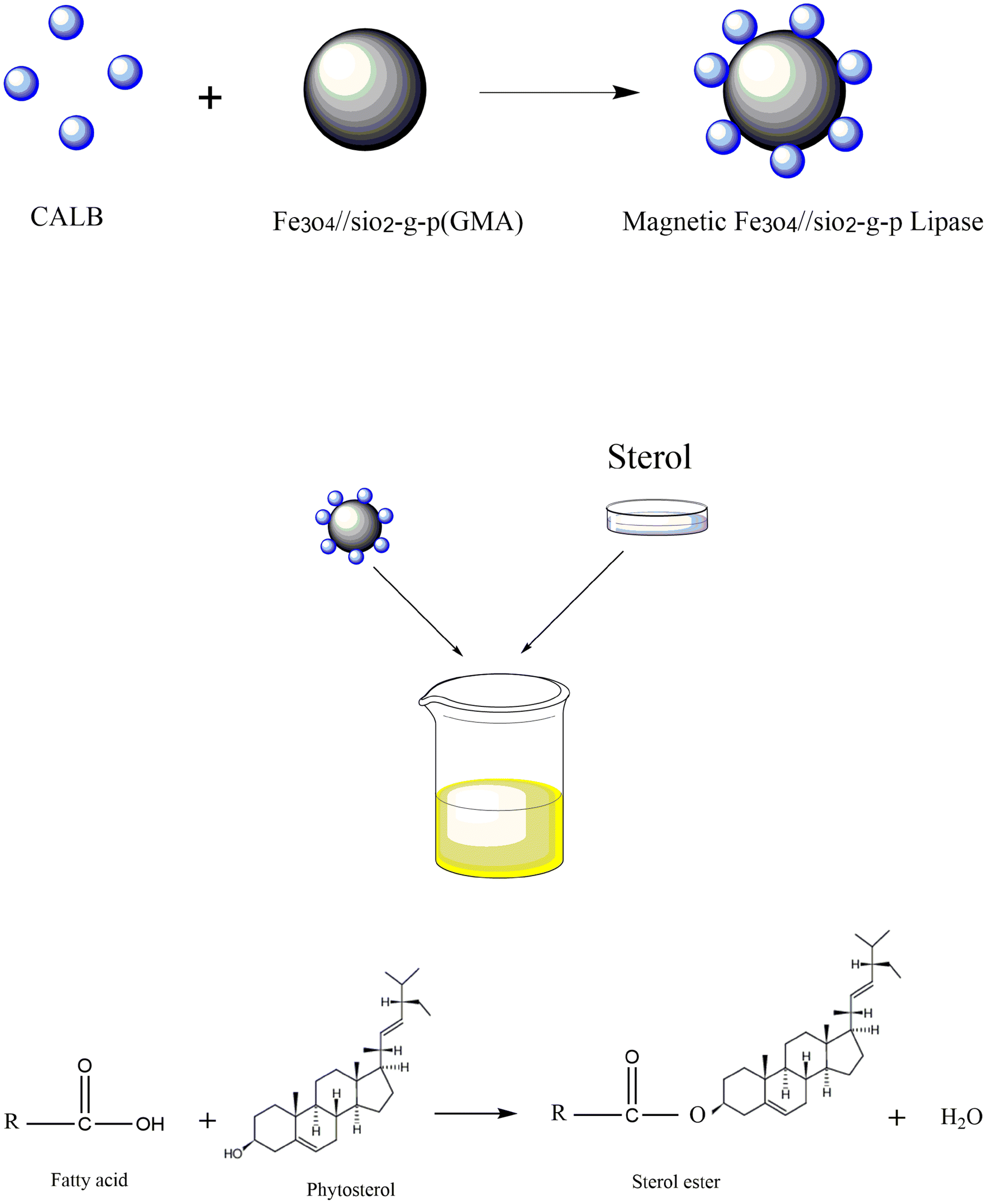 Study on the Deacidification of Rice Bran Oil Esterification by ...