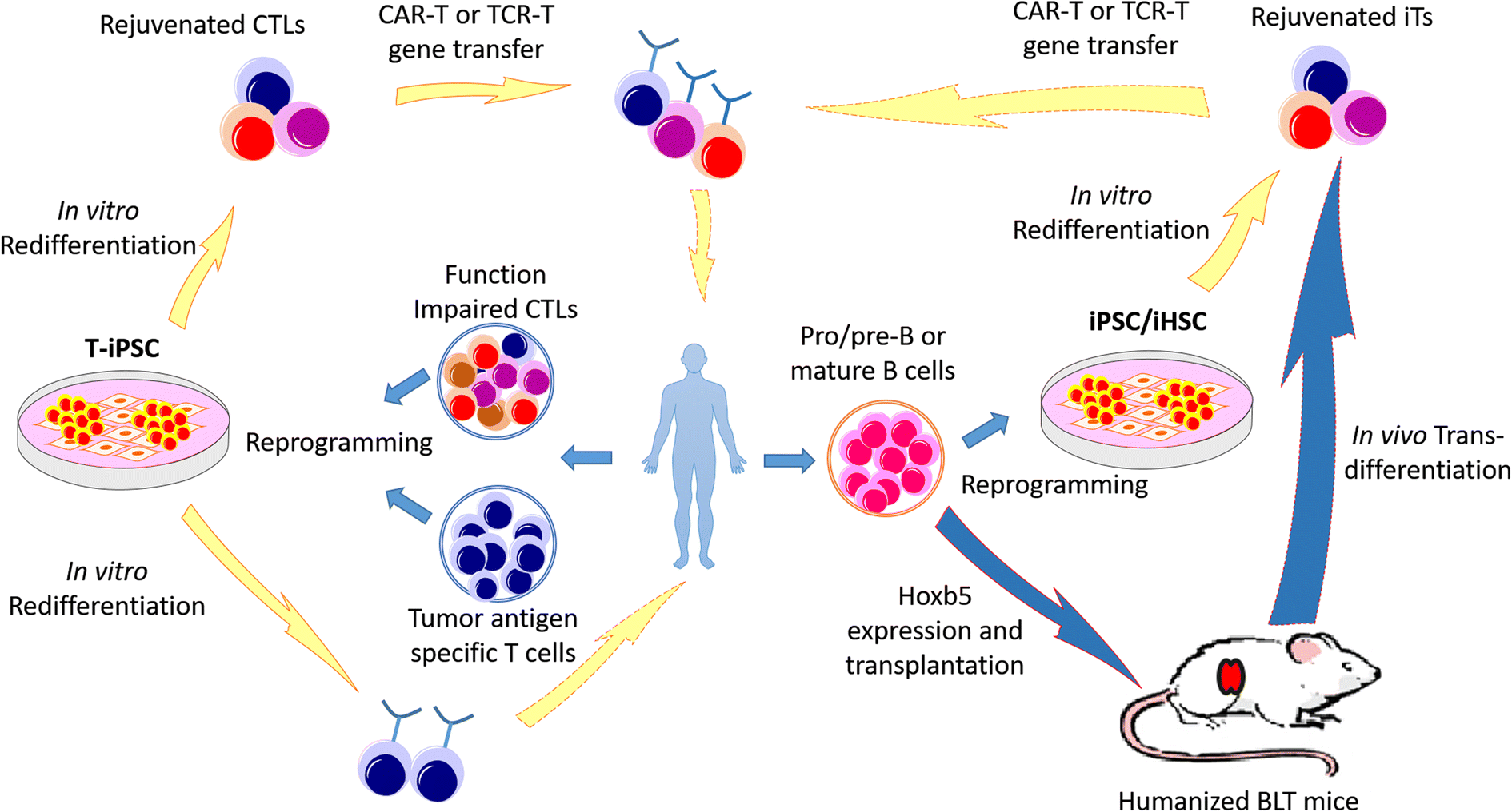 CD8+ iT cell, a budding star for cancer immunotherapy | SpringerLink