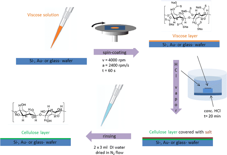 Homogeneous cellulose thin films by regeneration of cellulose xanthate ...