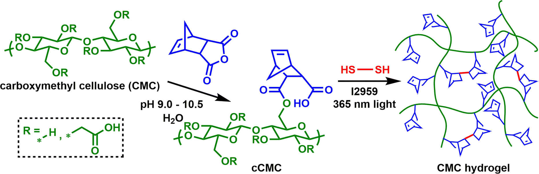 Hydrogels from norbornene-functionalized carboxymethyl cellulose using a UV-initiated thiol-ene ...